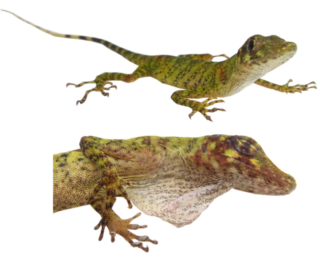 Ampliación del rango altitudinal de Anolis fasciatus (Squamata ...