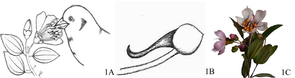 Ecología de polinización de Axinaea merianiae en una región de los ...
